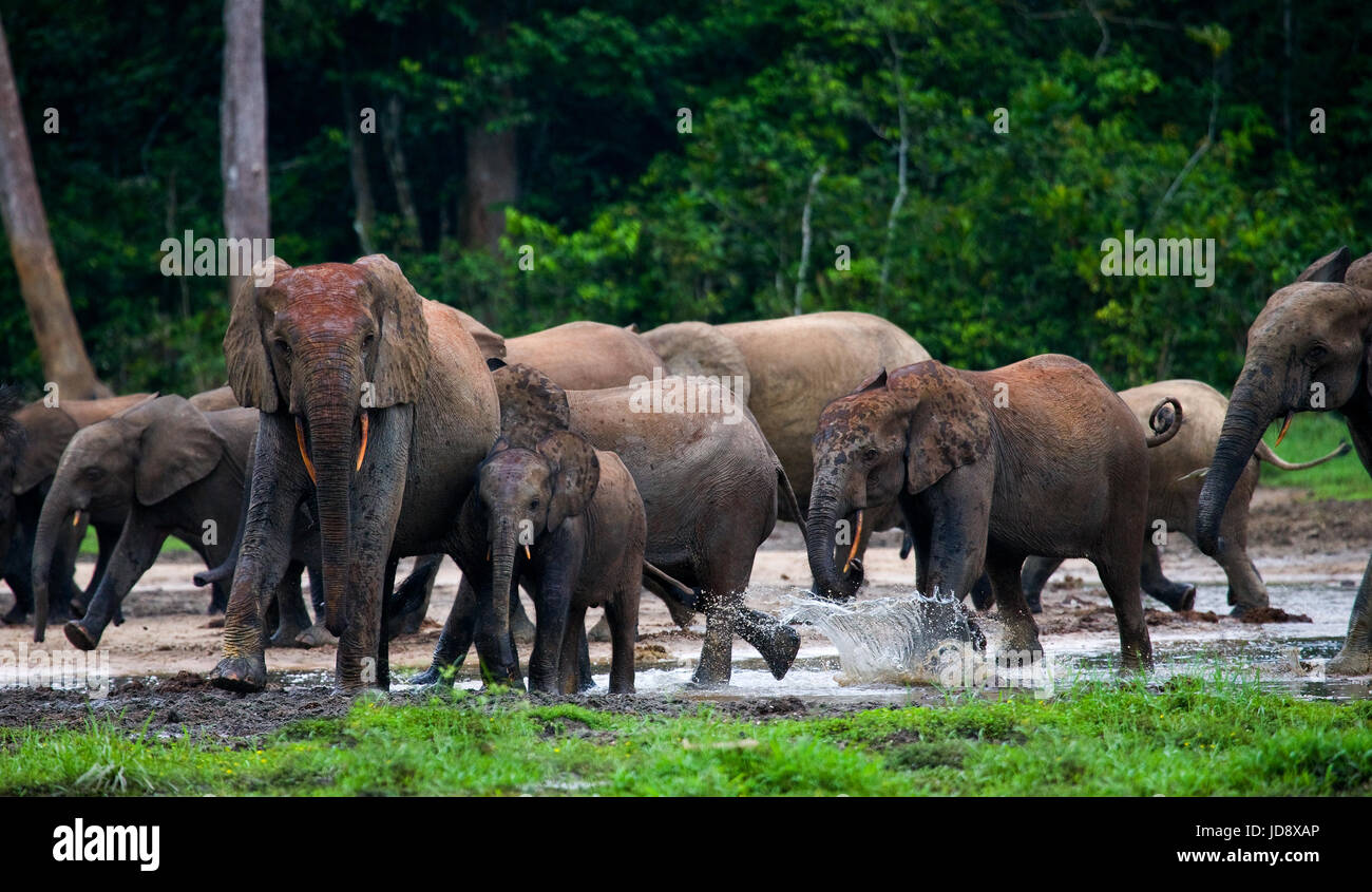 Group of forest elephants in the forest edge. Republic of Congo. Dzanga ...