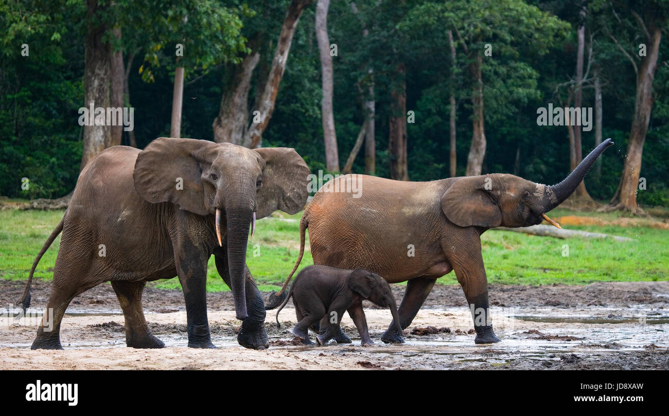 Group of forest elephants in the forest edge. Republic of Congo. Dzanga ...