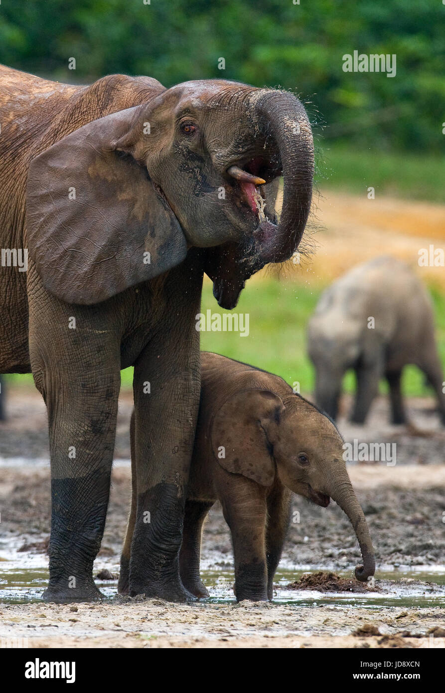 Female elephant with a baby. Central African Republic. Republic of ...
