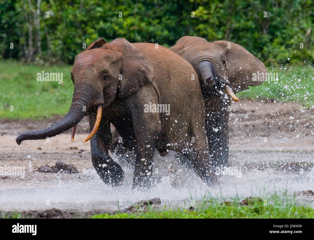Forest elephants playing with each other. Central African Republic ...