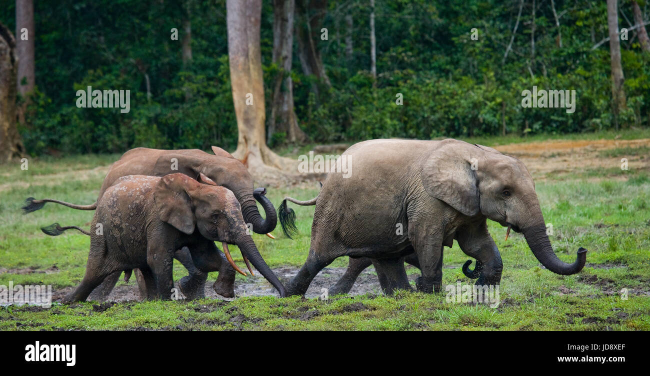 Group of forest elephants in the forest edge. Republic of Congo. Dzanga ...