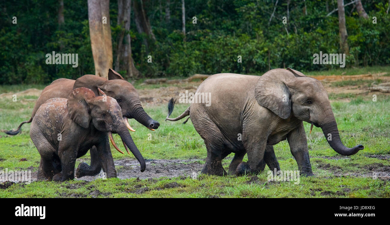 Group of forest elephants in the forest edge. Republic of Congo. Dzanga ...