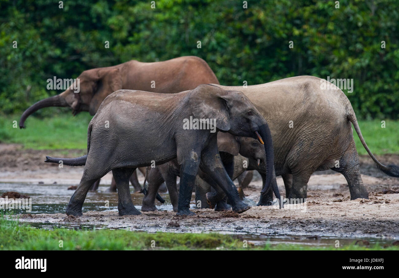 Group of forest elephants in the forest edge. Republic of Congo. Dzanga ...