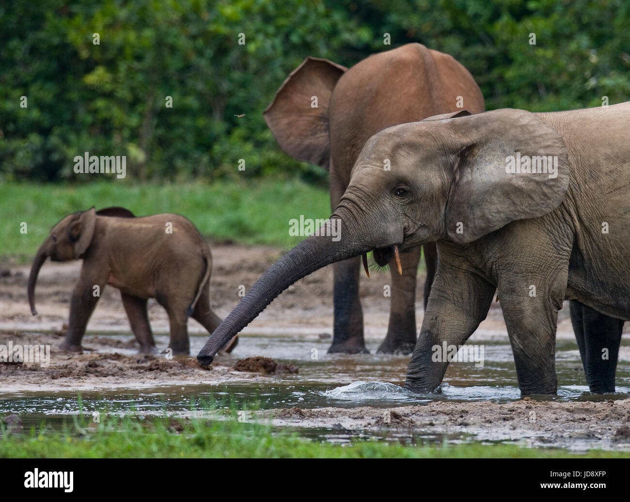 Group of forest elephants in the forest edge. Republic of Congo. Dzanga ...