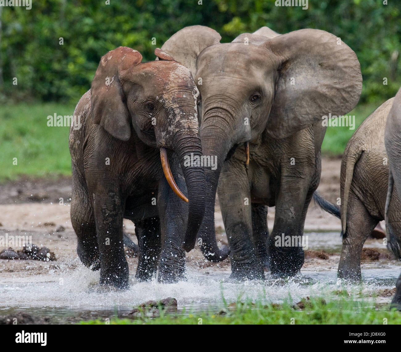Forest elephants playing with each other. Central African Republic ...
