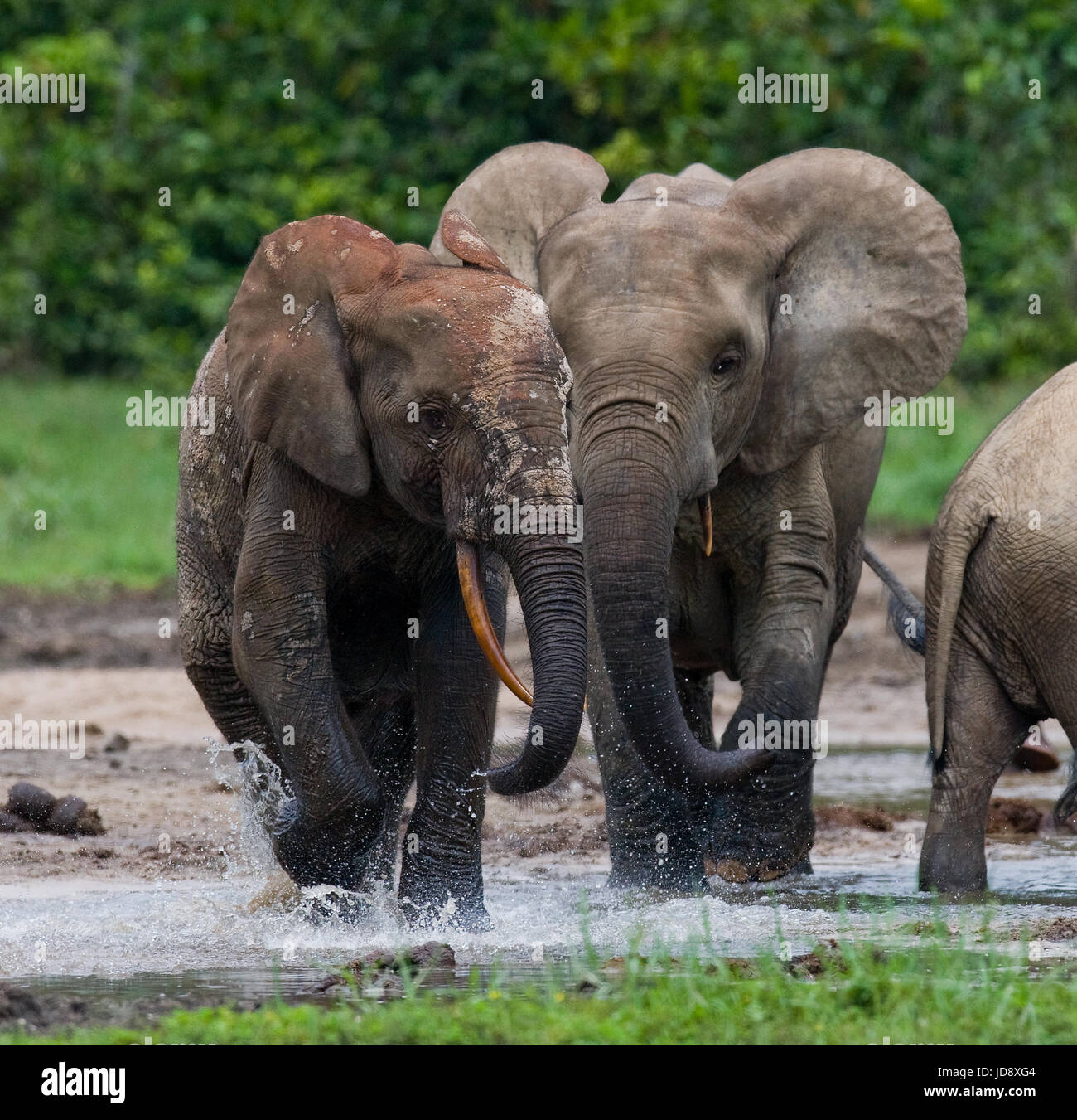 Forest elephants playing with each other. Central African Republic ...