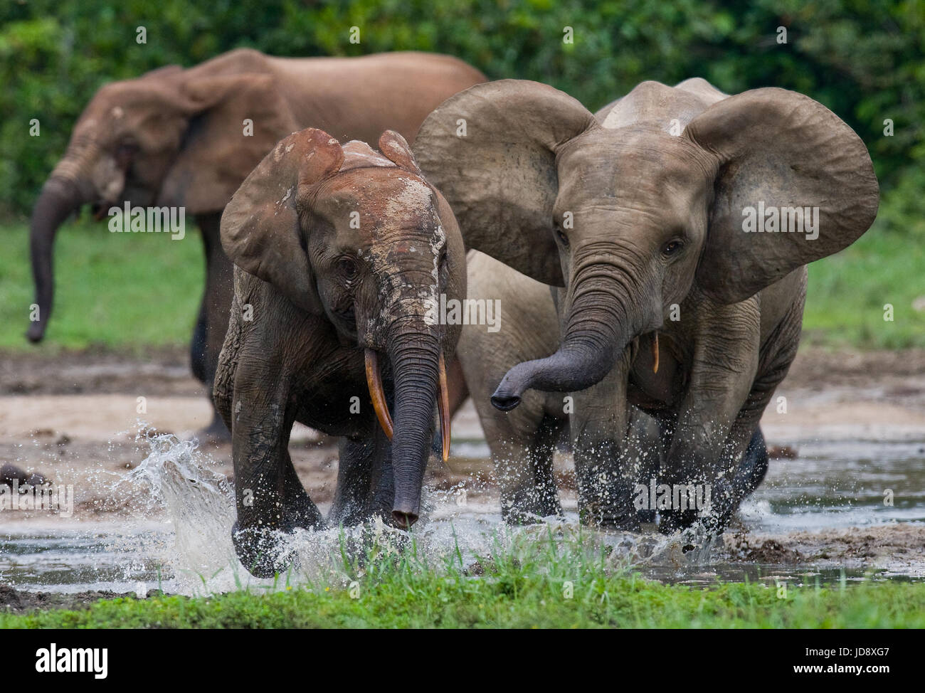 Forest elephants playing with each other. Central African Republic ...