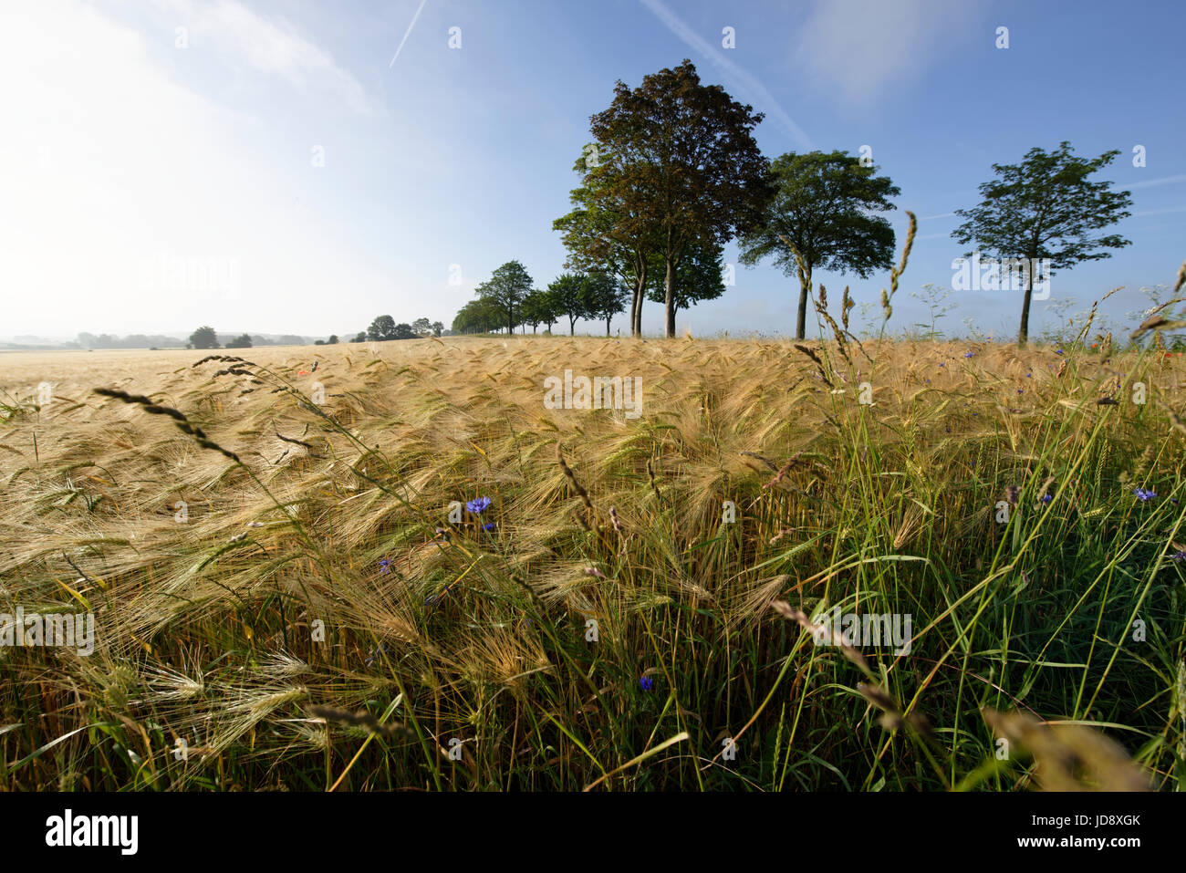 Summer flowers in front of a field by Steinhude am Meer,Germany Stock ...