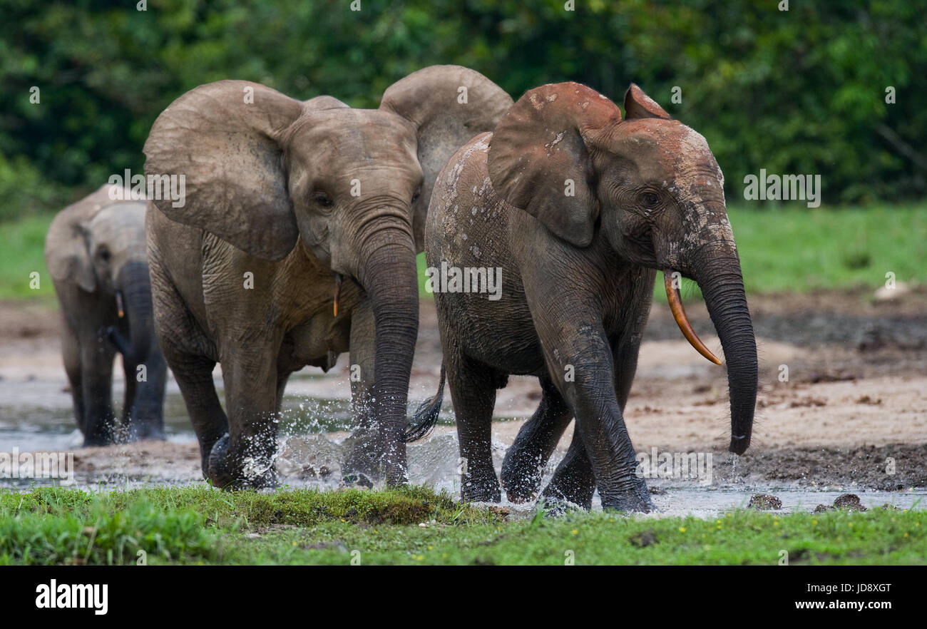 Group of forest elephants in the forest edge. Republic of Congo. Dzanga ...