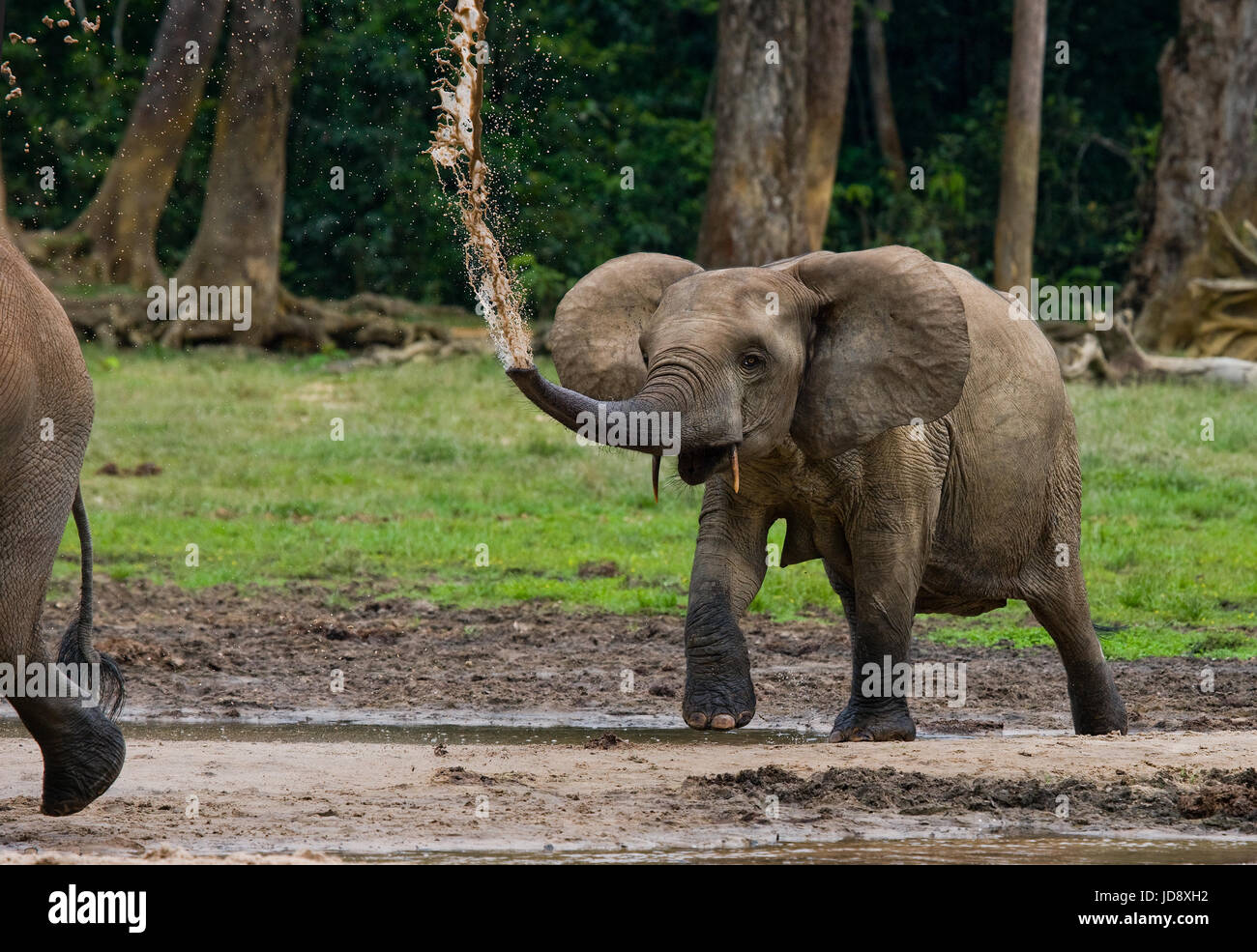 Portrait of the forest elephant. Central African Republic. Republic of ...