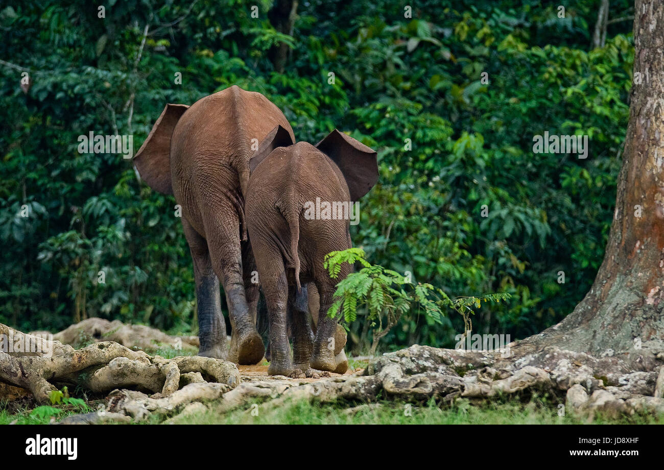African jungle animal hi-res stock photography and images - Alamy