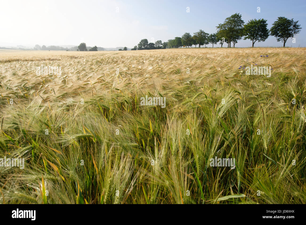 Blumen am meer hi-res stock photography and images - Alamy