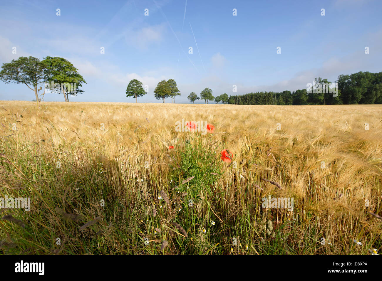 Papaver .Summer flowers in front of a field by Steinhude am Meer ...