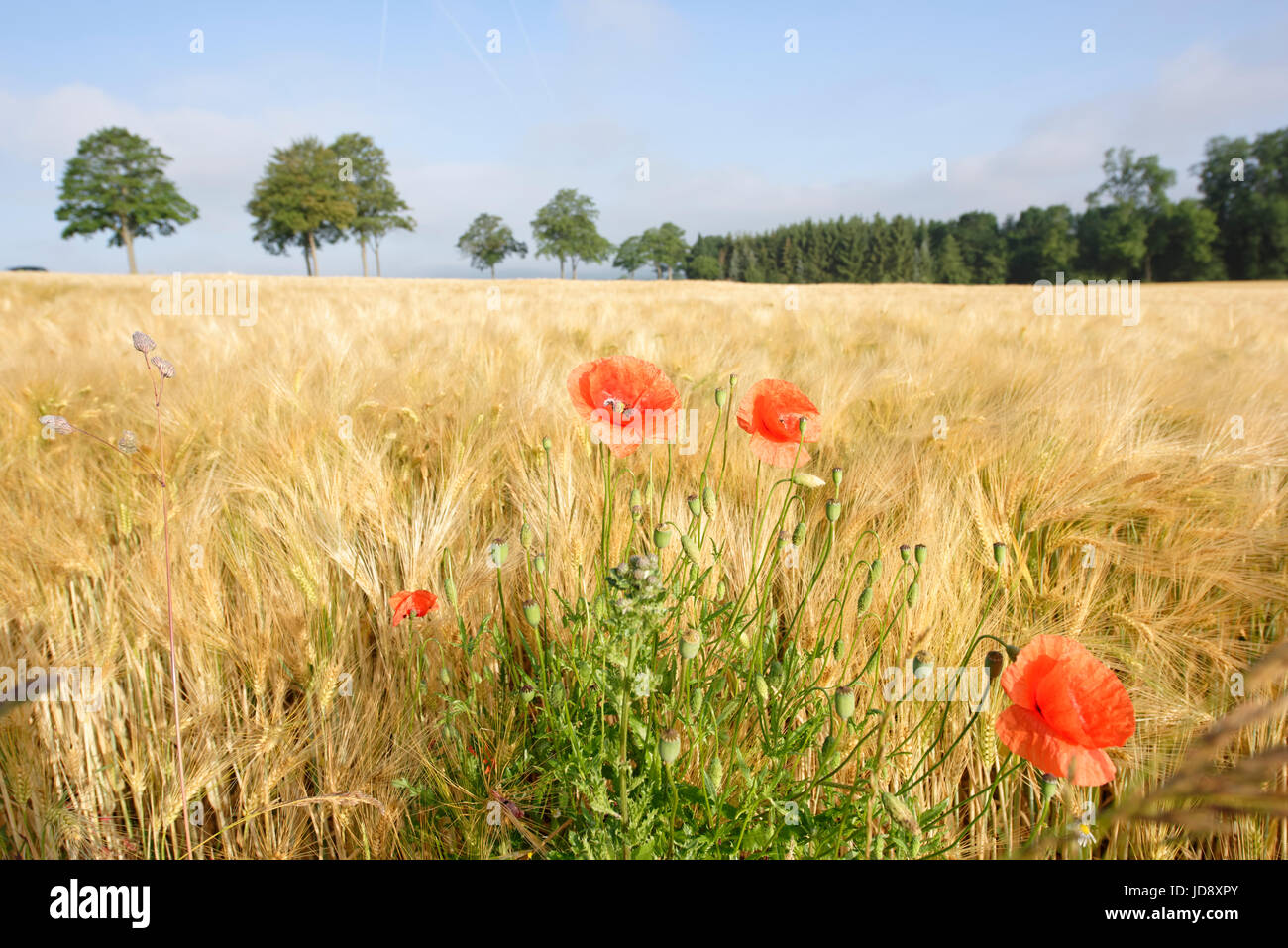 Papaver .Summer flowers in front of a field by Steinhude am Meer ...