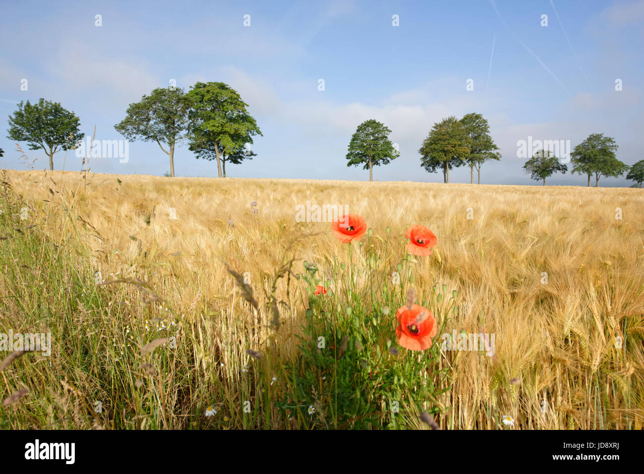 Papaver .Summer flowers in front of a field by Steinhude am Meer ...