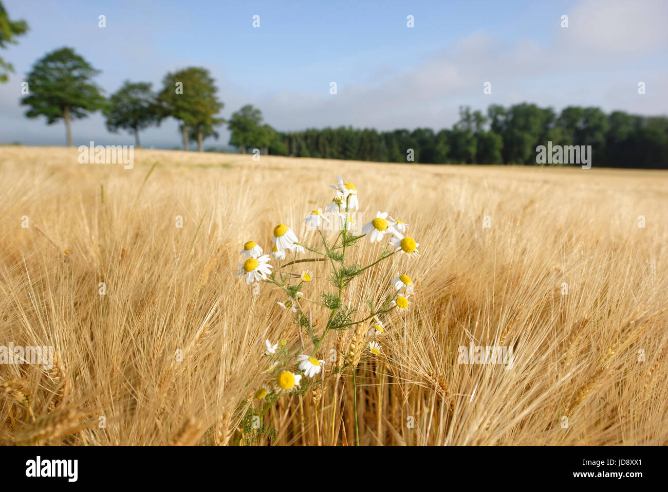 Blumen am meer hi-res stock photography and images - Alamy