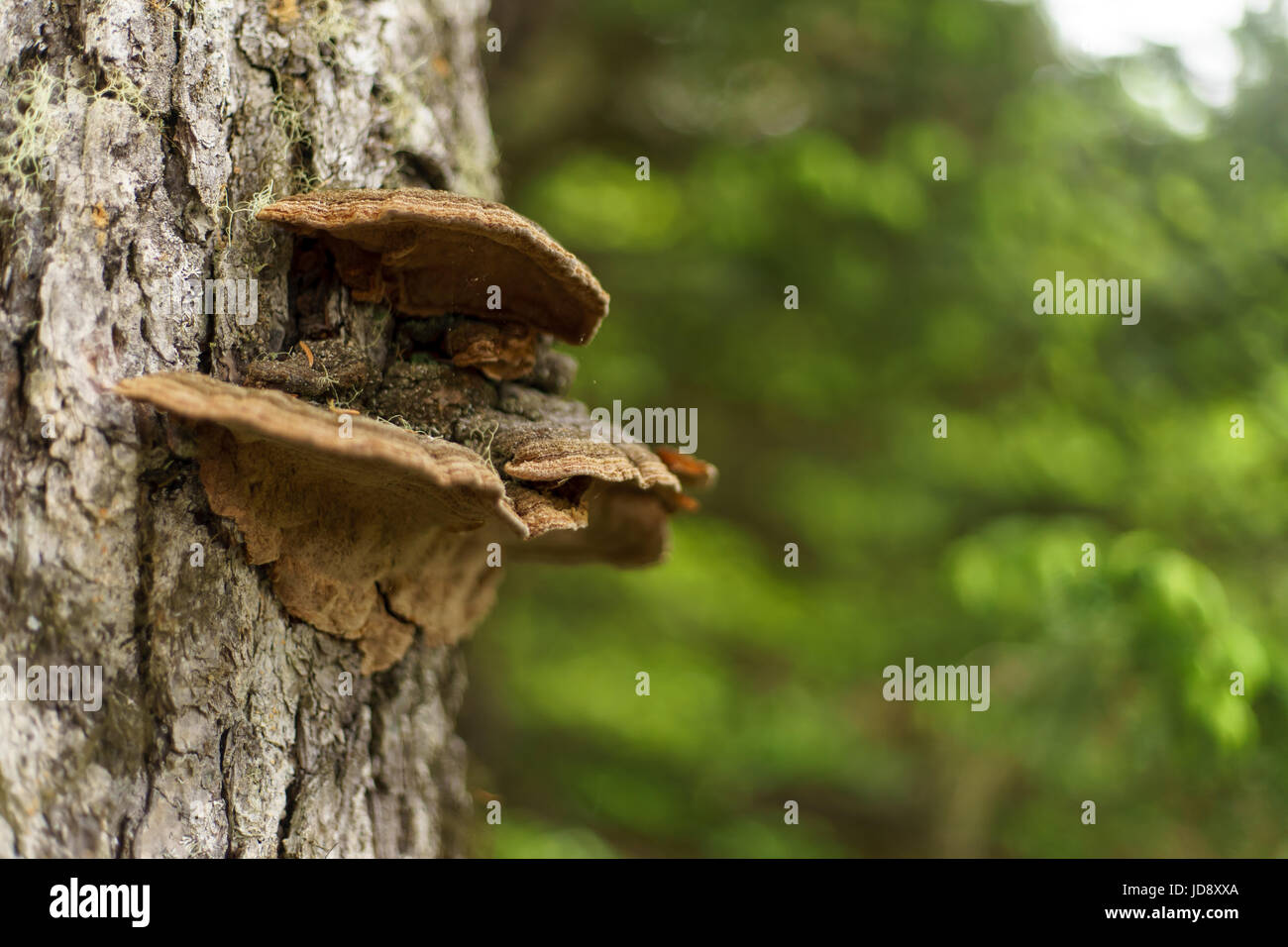 Mushroom growing out of the side of a tree Stock Photo - Alamy