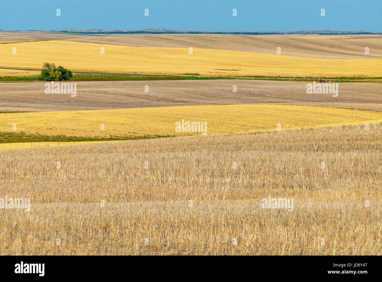 Saskatchewan wheat fields hi-res stock photography and images - Alamy