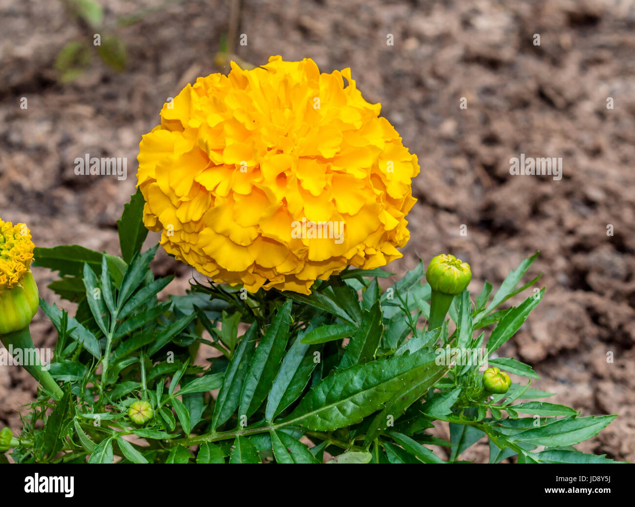 Golden petal hi-res stock photography and images - Alamy