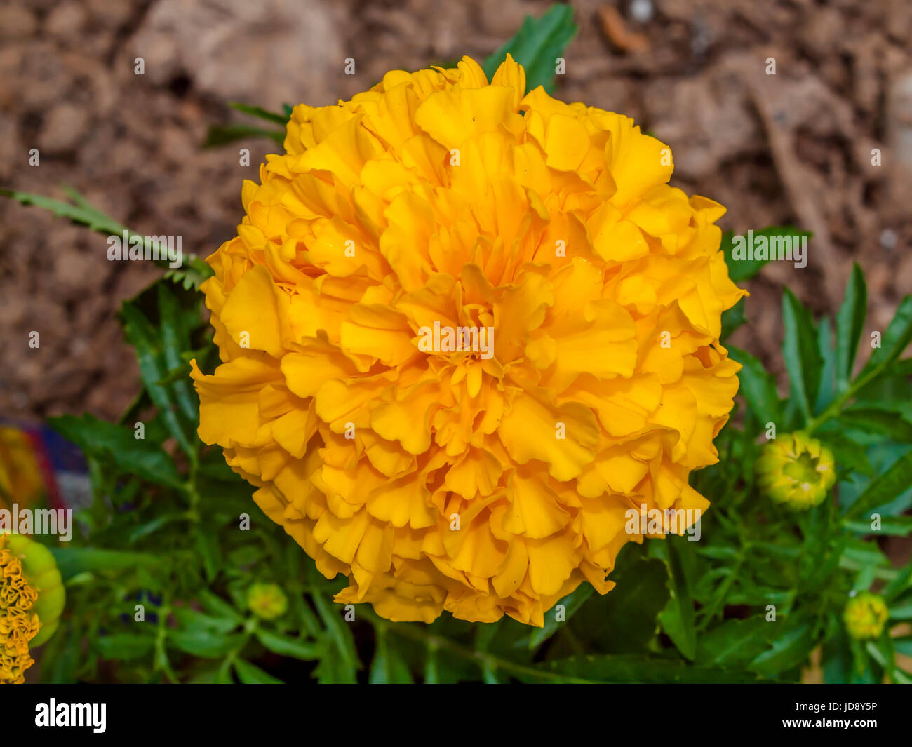 Wild mexican marigold hi-res stock photography and images - Alamy