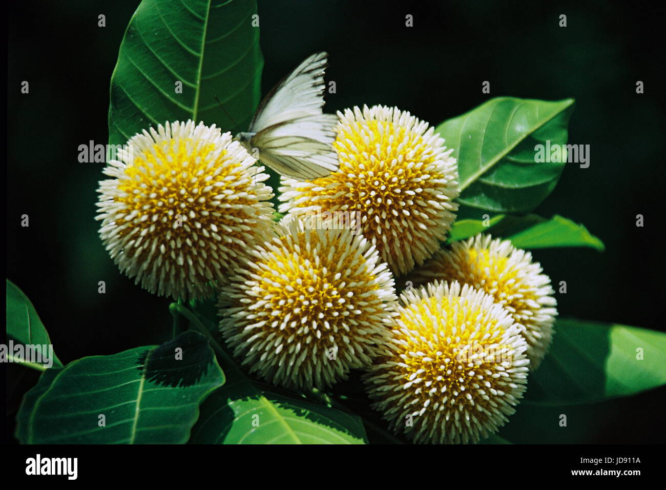 O bangladesh hi-res stock photography and images - Alamy