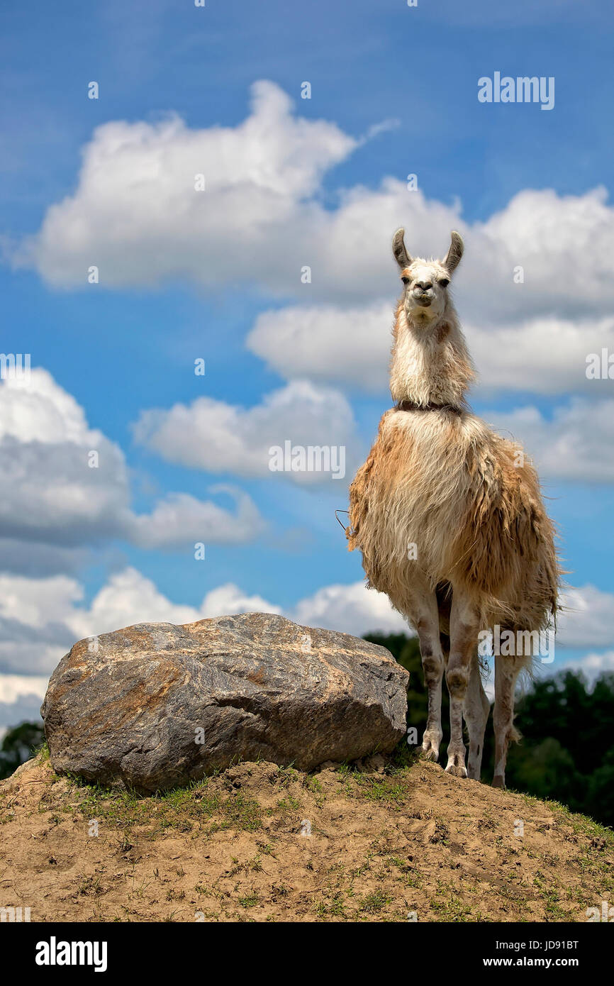 Lama in the wild on the hill Stock Photo - Alamy