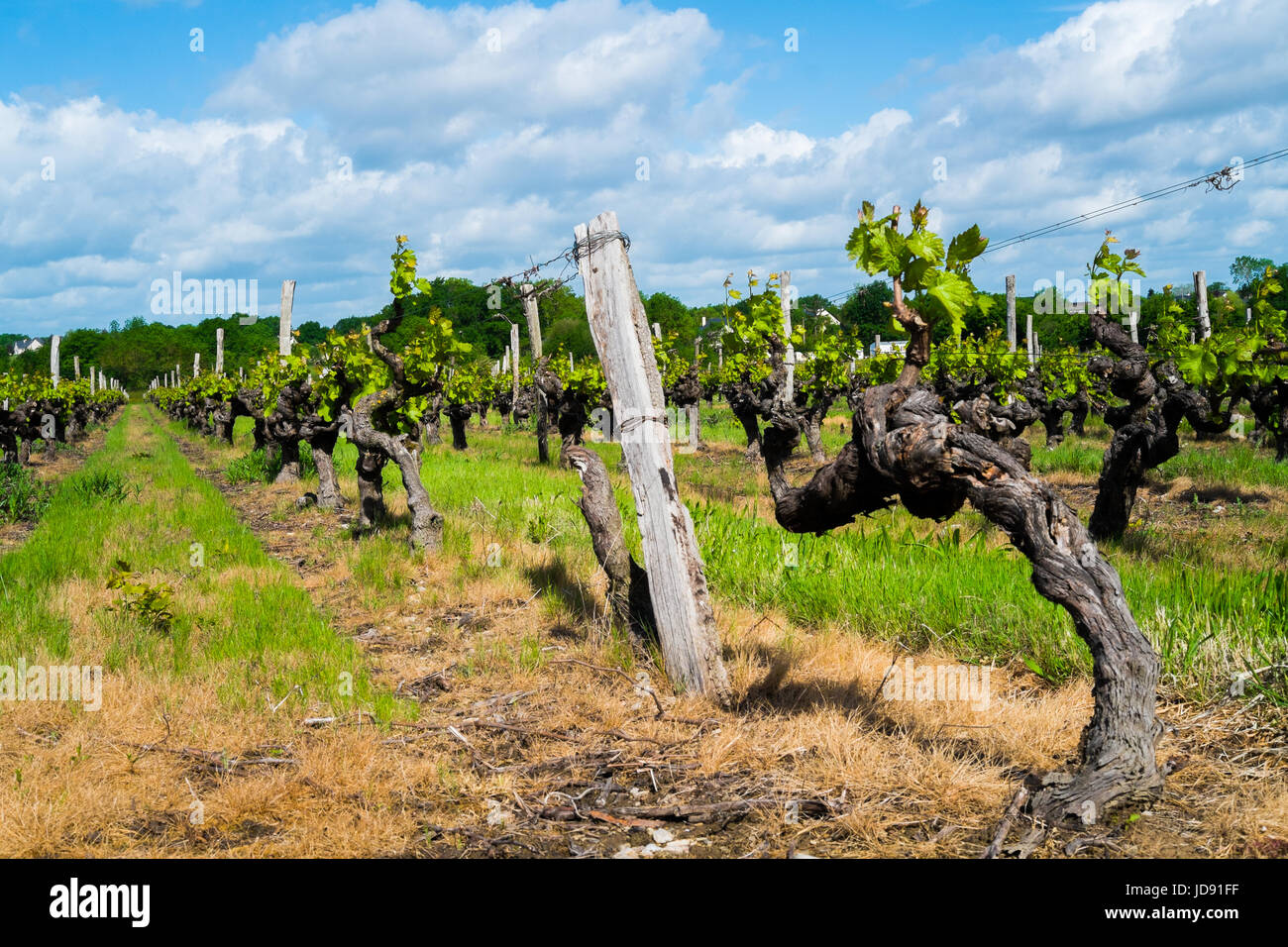 Grapevines in the countryside of Angers, France Stock Photo - Alamy