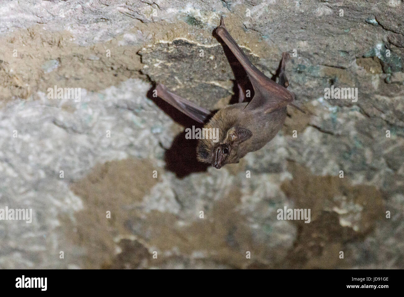 A small bat inside one of the caves at Ellora Stock Photo - Alamy