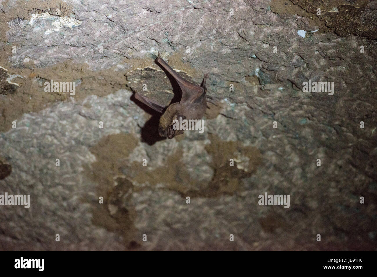 A small bat inside one of the caves at Ellora Stock Photo - Alamy