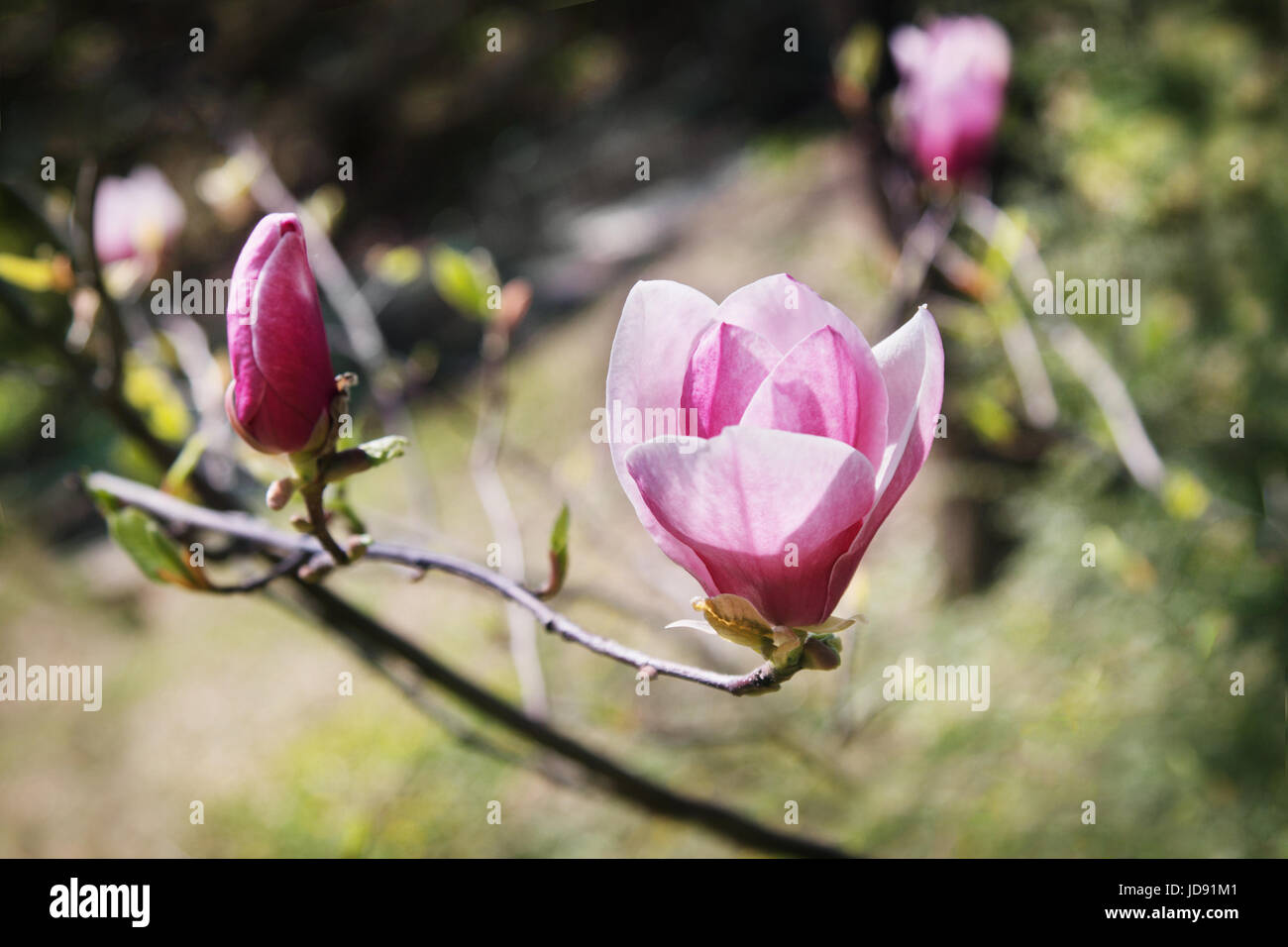 Flower of magnolia tree in spring garden Stock Photo - Alamy