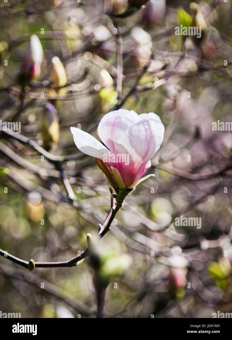 Flower of magnolia tree in spring garden Stock Photo - Alamy