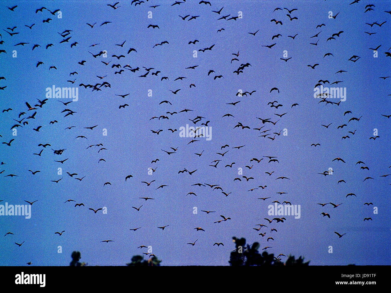 Guest birds in bangladesh hi-res stock photography and images - Alamy