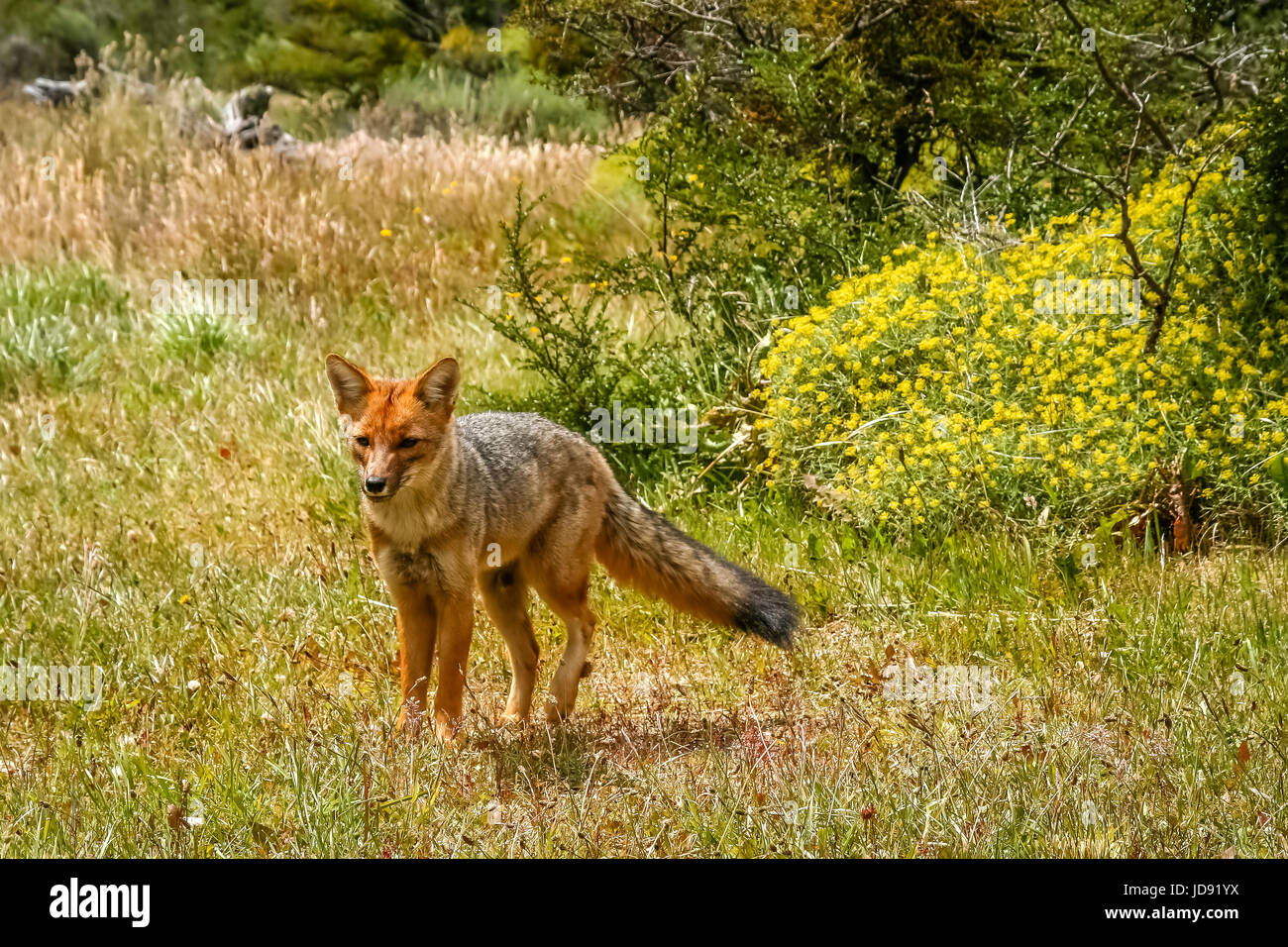 Fox walking in a grass, Torres del Paine National Park, Chile Stock ...