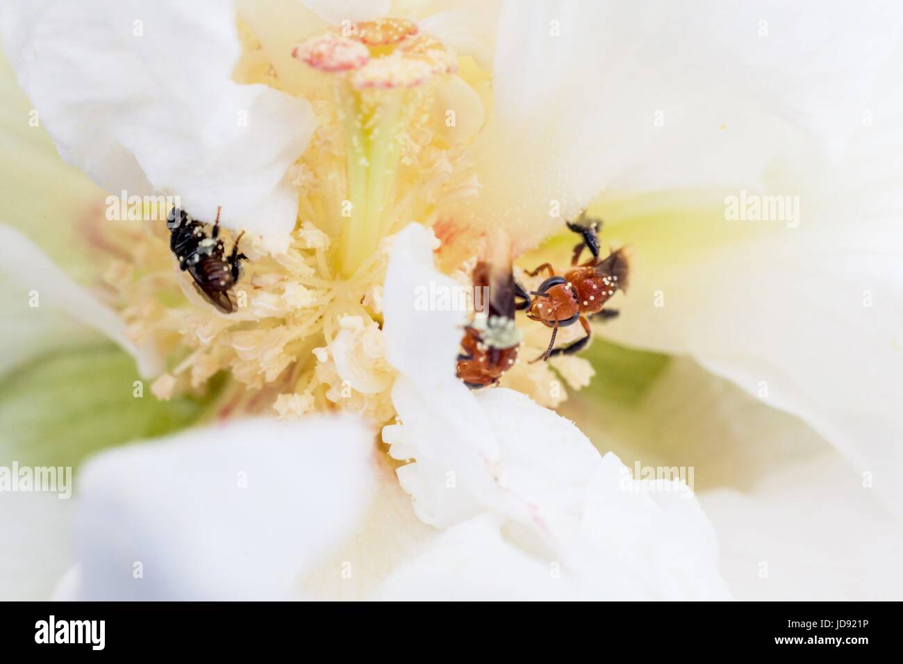 Bee is busy eating harvesting honey from yellow white flower Stock ...