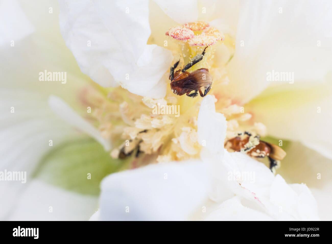 Honey bees of southeast asia hi-res stock photography and images - Alamy