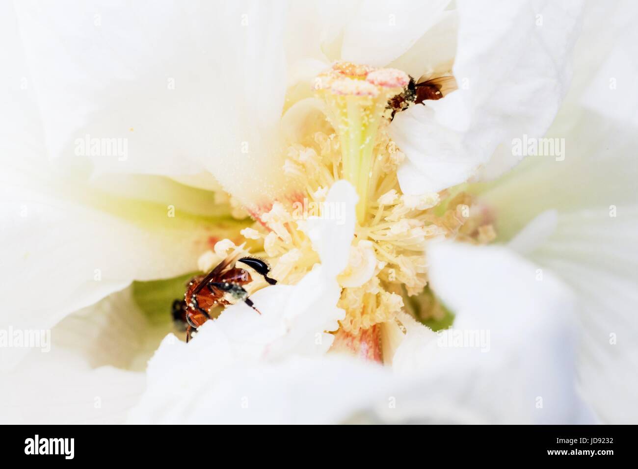 Honey bees of southeast asia hi-res stock photography and images - Alamy