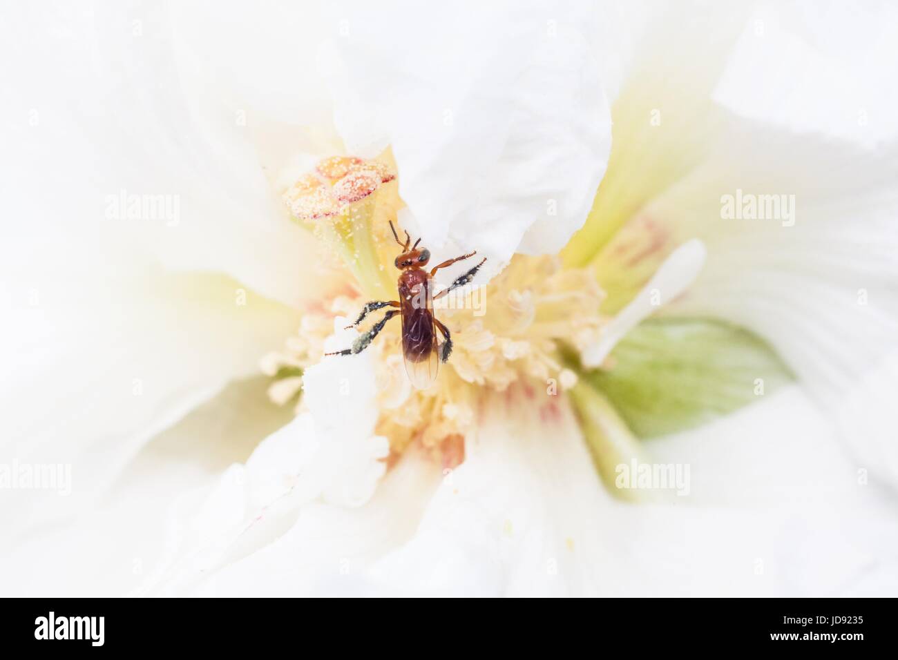 Honey bees of southeast asia hi-res stock photography and images - Alamy