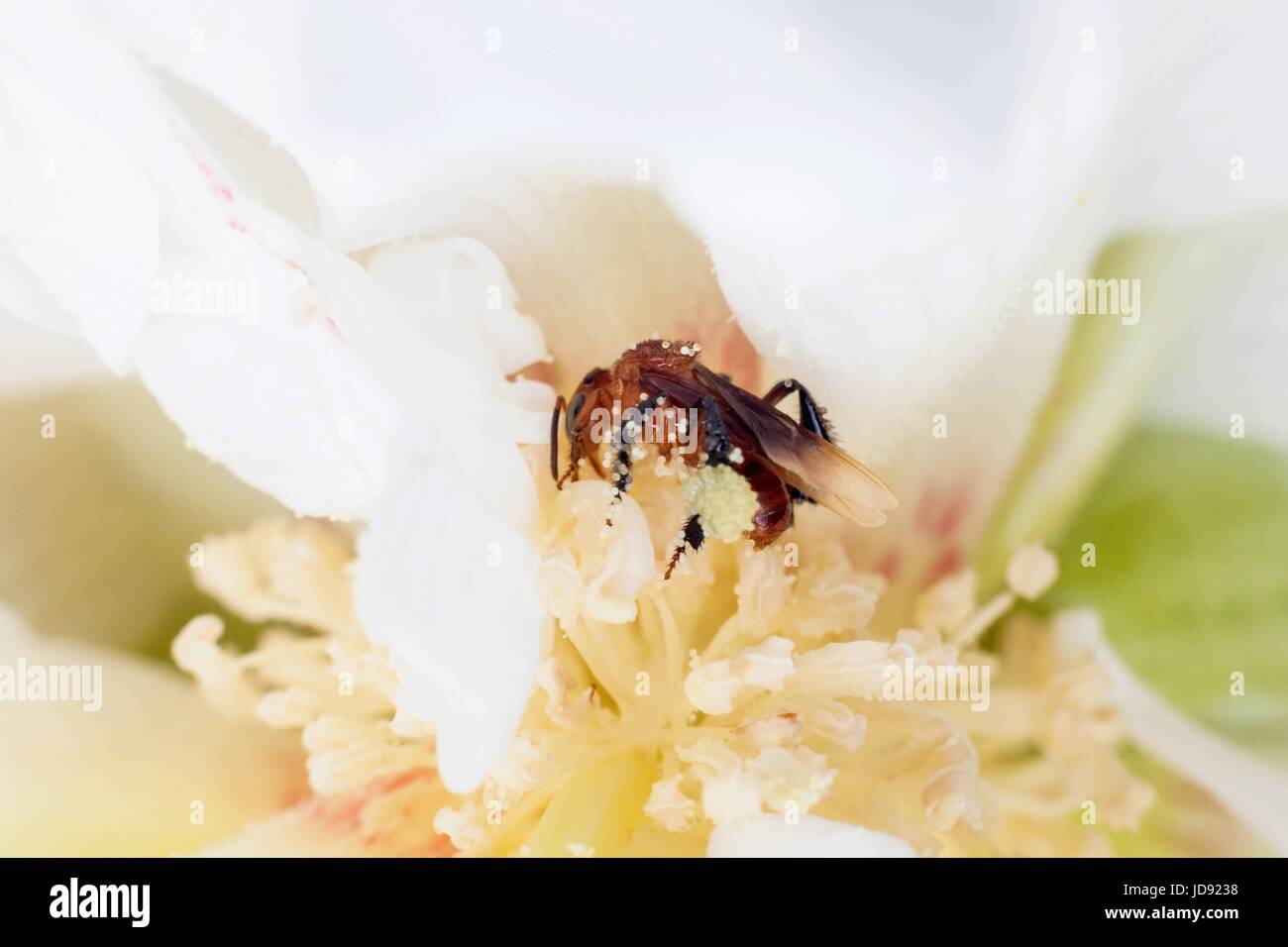 Honey bees of southeast asia hi-res stock photography and images - Alamy