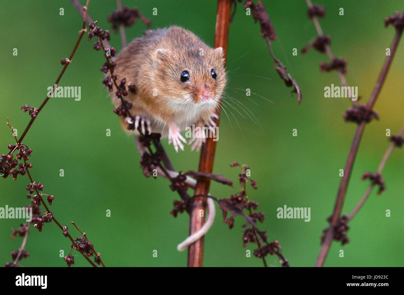 Acrobatic mouse hi-res stock photography and images - Alamy