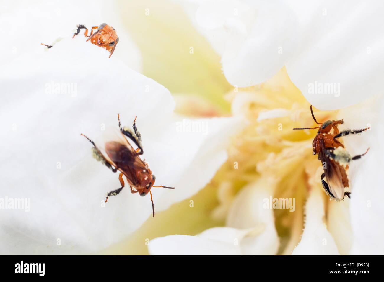 Honey bees of southeast asia hi-res stock photography and images - Alamy