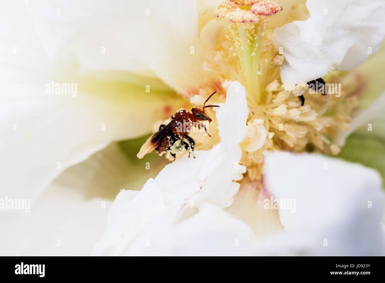 Honey bees of southeast asia hi-res stock photography and images - Alamy