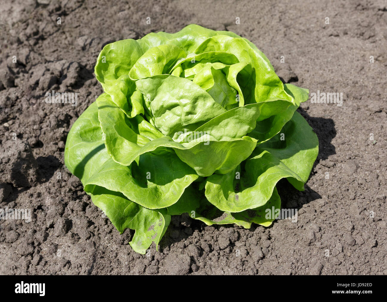 Olericulture hi-res stock photography and images - Alamy