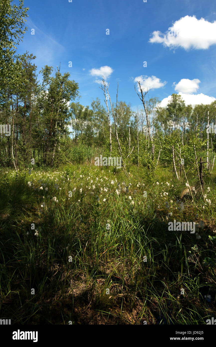 Landscape showing a dense, marshy forest in summer with flowering ...