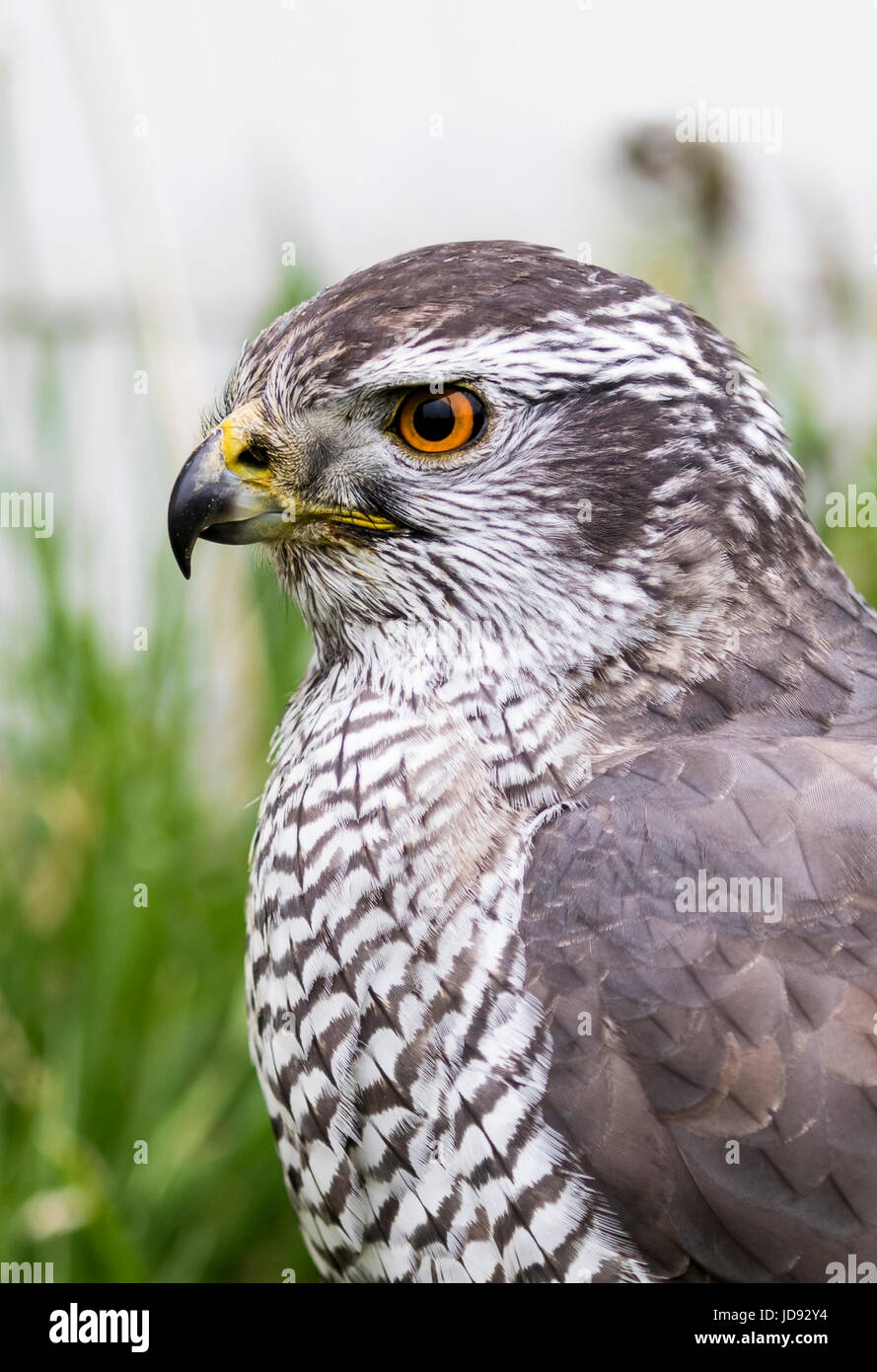 A Close up of a Goshawk in Ireland Stock Photo - Alamy