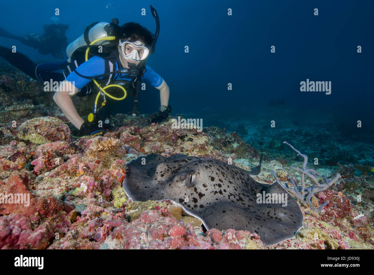 Female scuba diver look on Round ribbontail ray (Taeniura meyeni) on ...