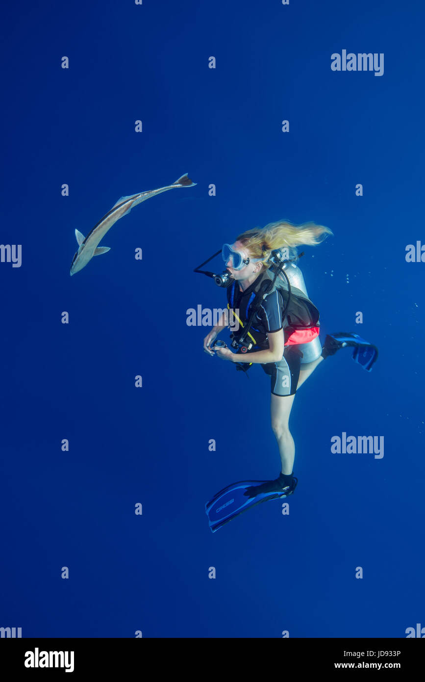 Female scuba diver indian ocean hi-res stock photography and images - Alamy