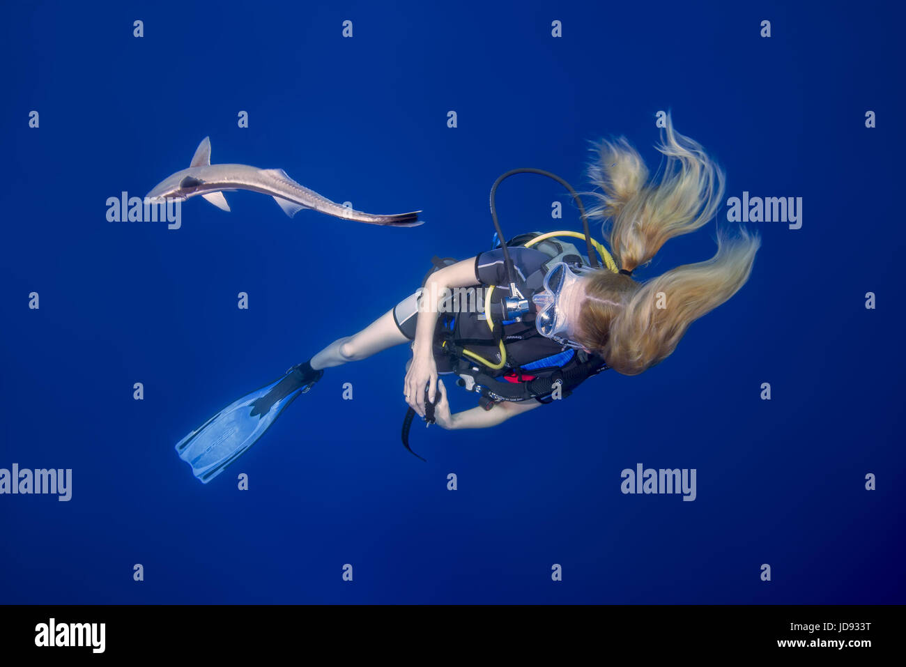 Beautiful shot shark under hi-res stock photography and images - Alamy