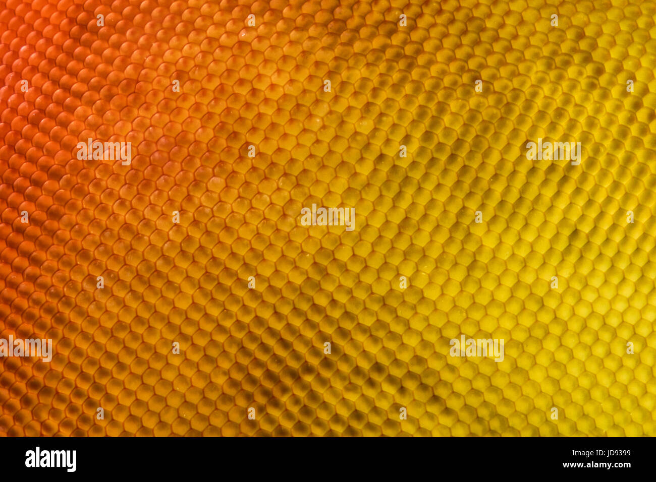 Extreme magnification - Butterfly compound eye under the microscope ...