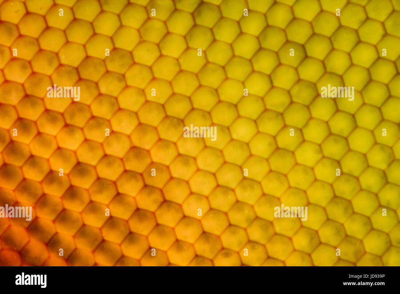 Butterflies Compound Eyes at Laura Stanley blog