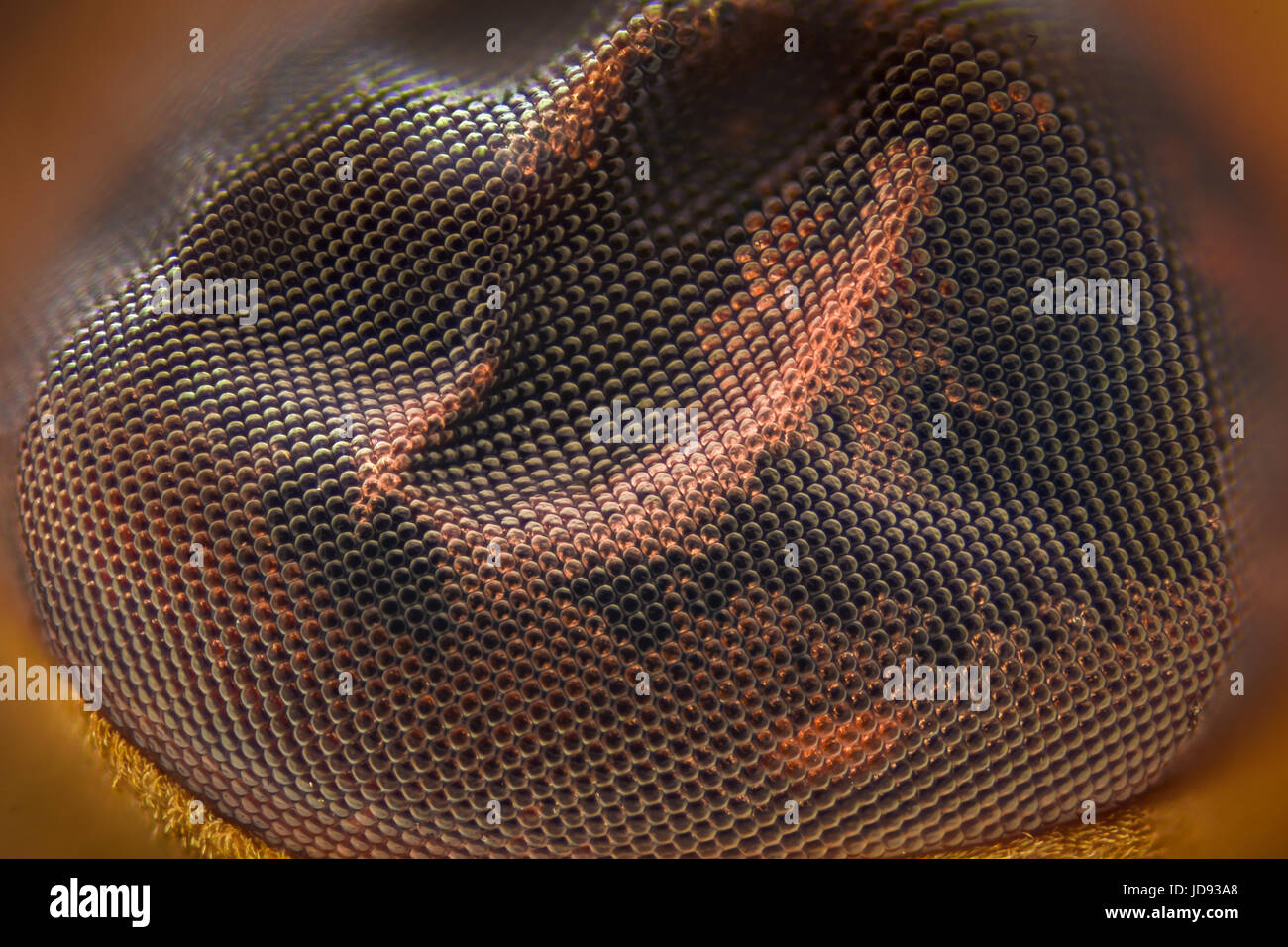 Extreme magnification - Fly compound eye under the microscope Stock ...